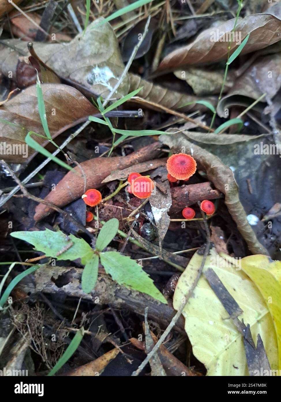 ruby bonnet (Cruentomycena viscidocruenta Stock Photo - Alamy