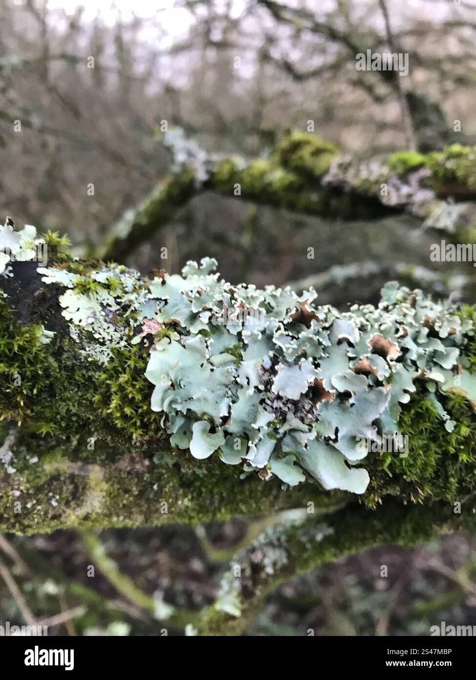 common greenshield lichen (Flavoparmelia caperata Stock Photo - Alamy