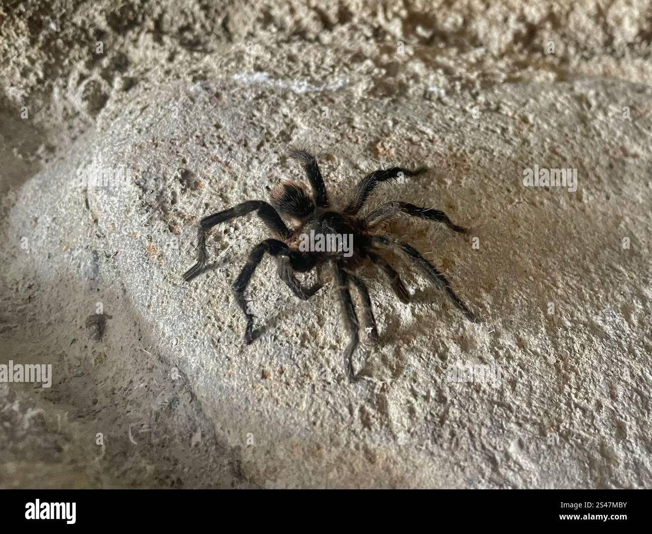 Theraphosine Tarantulas (Theraphosinae Stock Photo - Alamy