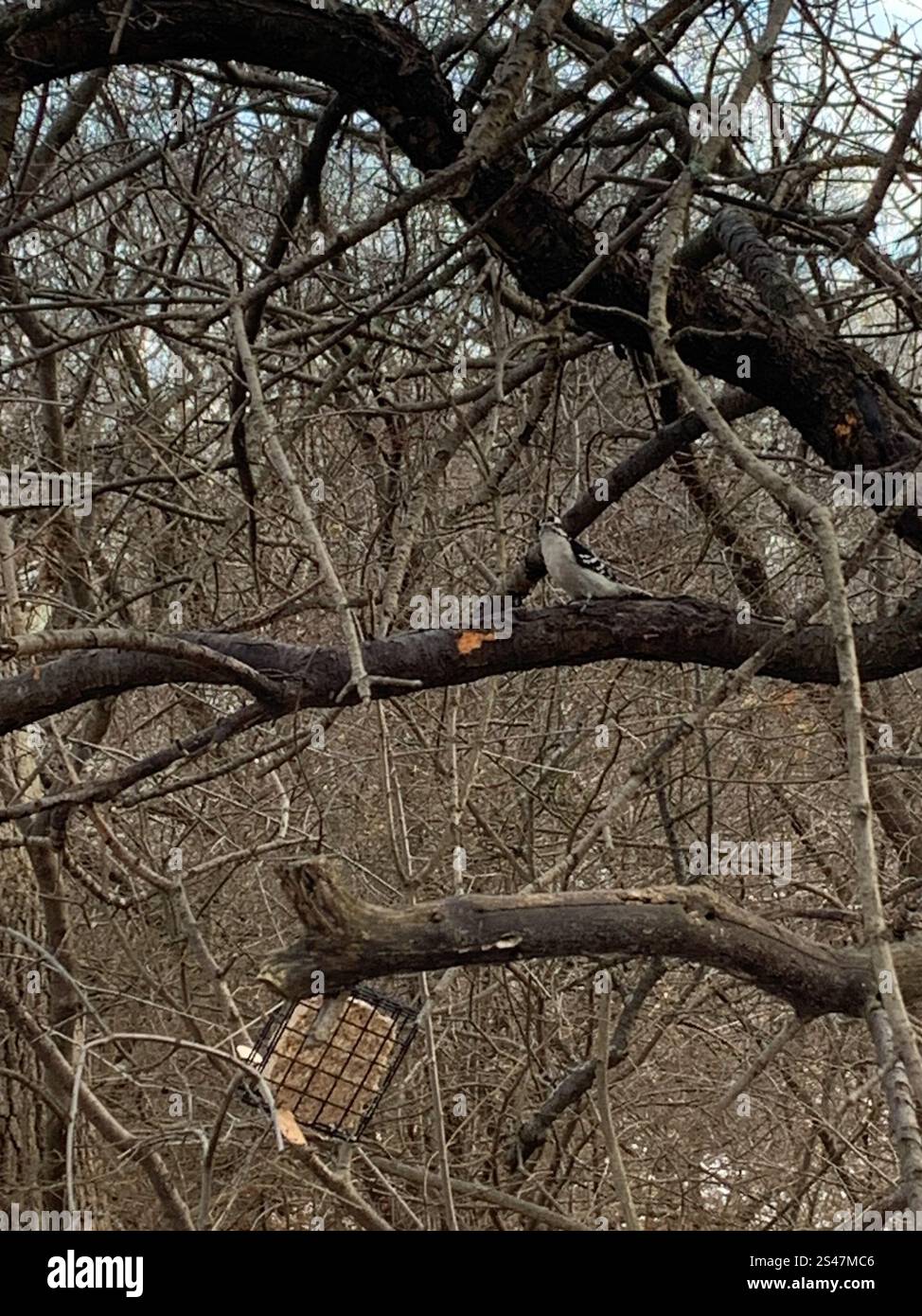 Downy Woodpecker (Dryobates pubescens Stock Photo - Alamy
