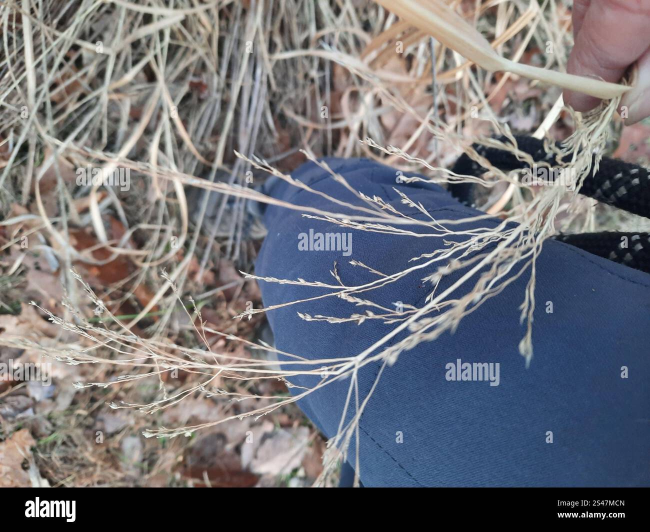 bristlegrasses, bluestems, paspalums, and allies (Panicoideae Stock ...