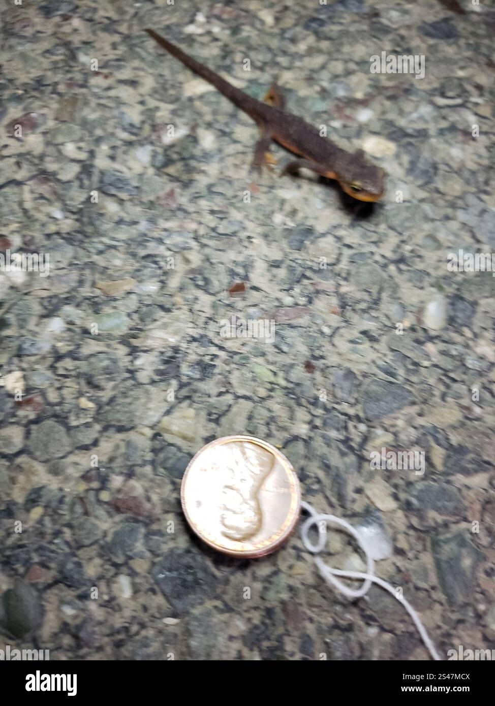 California Newt (Taricha torosa Stock Photo - Alamy