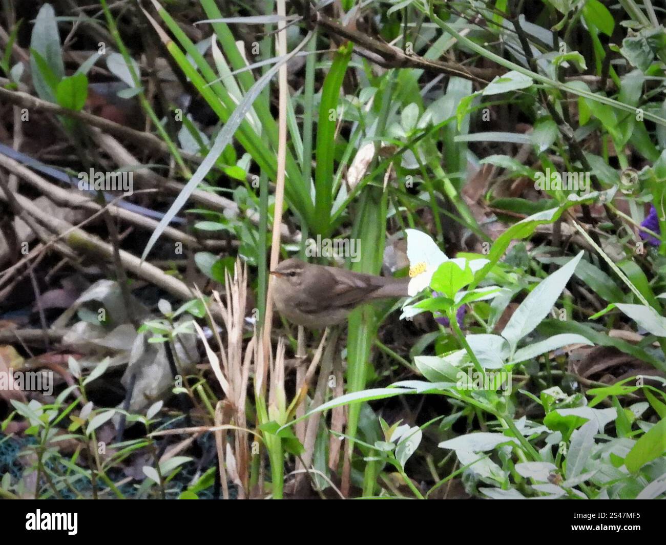 Dusky Warbler (Phylloscopus fuscatus Stock Photo - Alamy