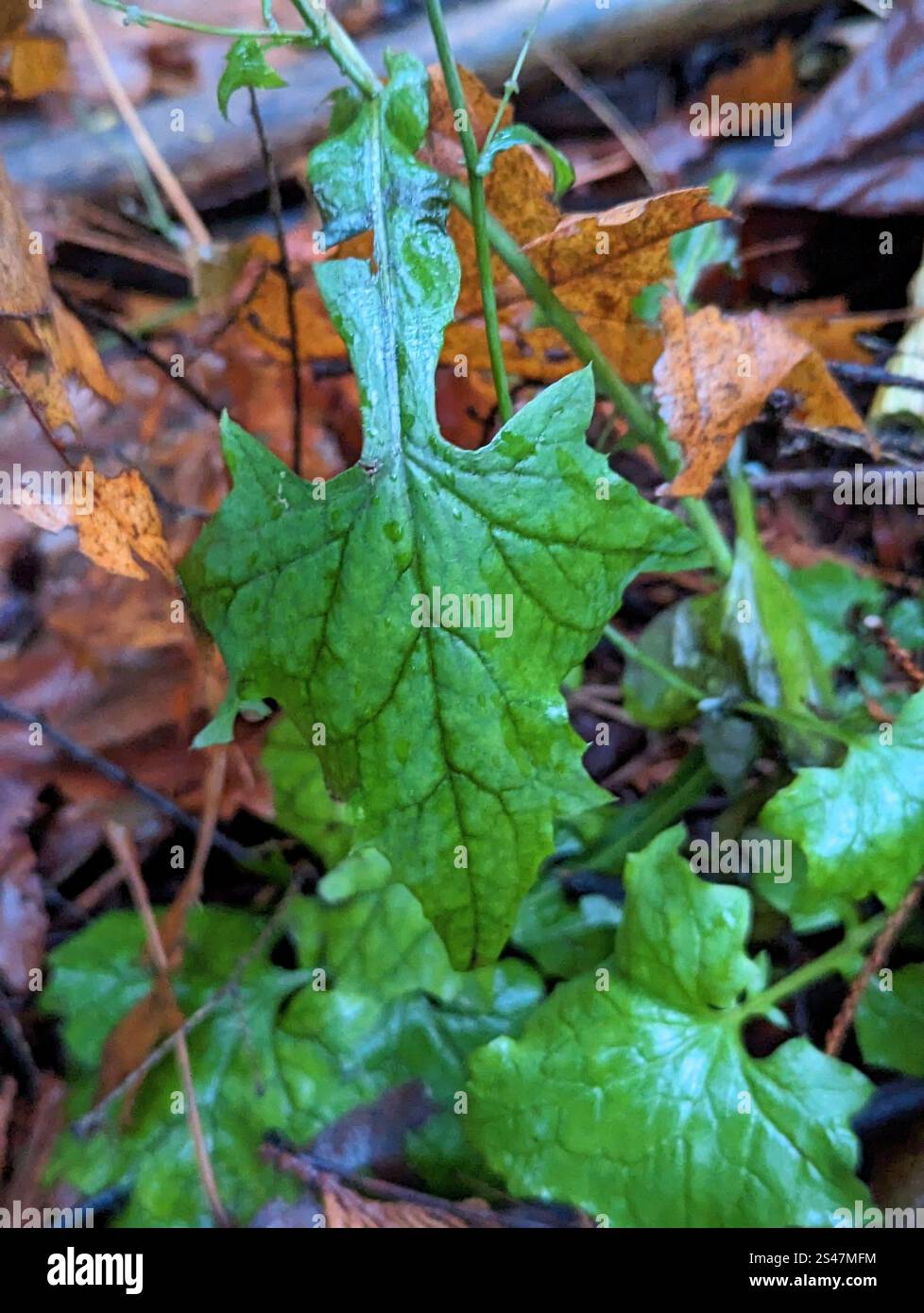 Wall Lettuce (Mycelis muralis Stock Photo - Alamy