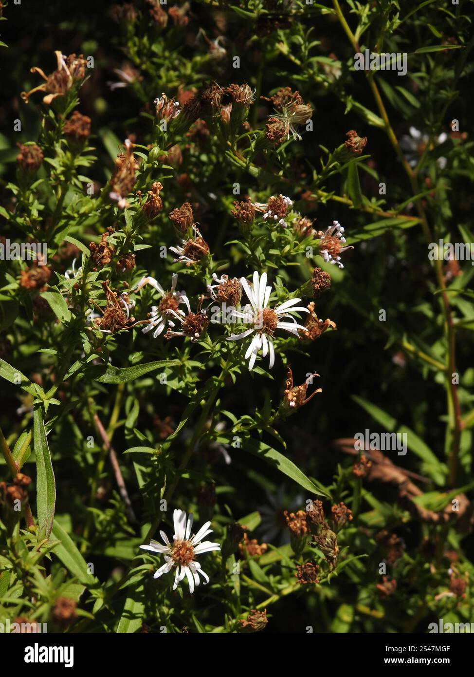 bushy, eastern, heart-leaved, and old field asters (Symphyotrichum ...