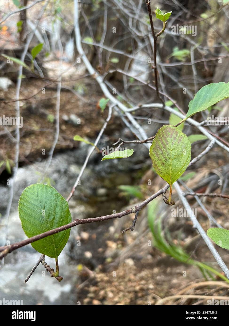 white alder (Alnus rhombifolia Stock Photo - Alamy