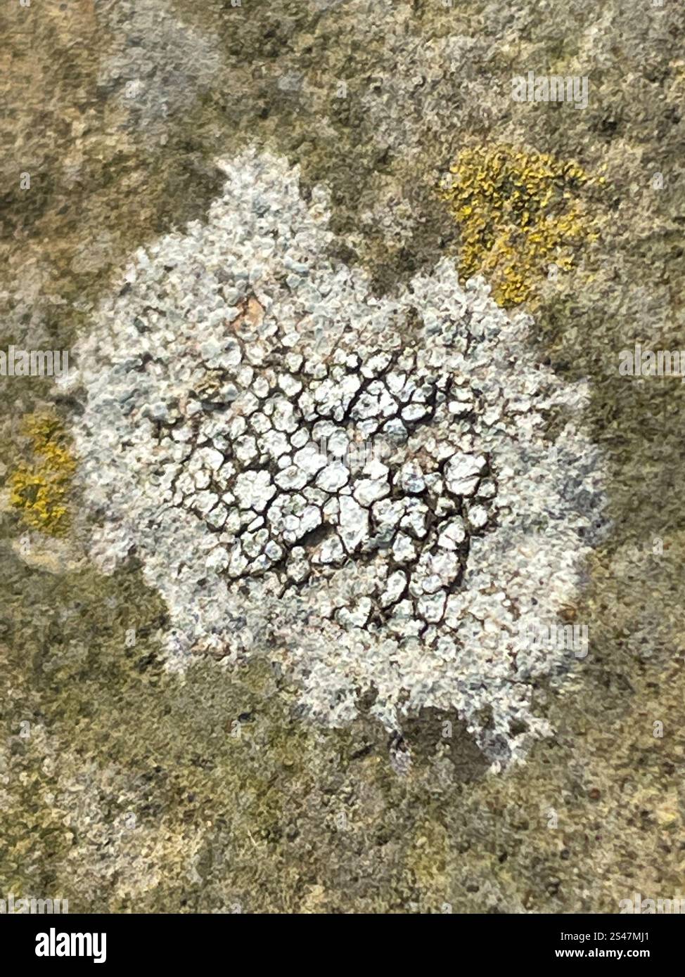 Chiseled Sunken Disk Lichen (Circinaria contorta Stock Photo - Alamy