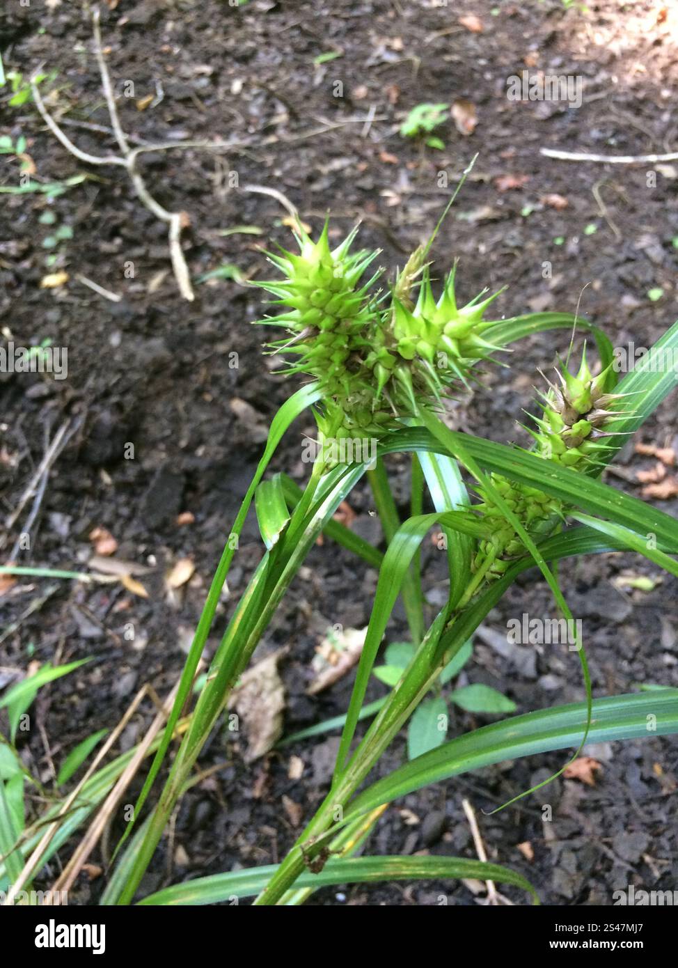 hop sedge (Carex lupulina Stock Photo - Alamy