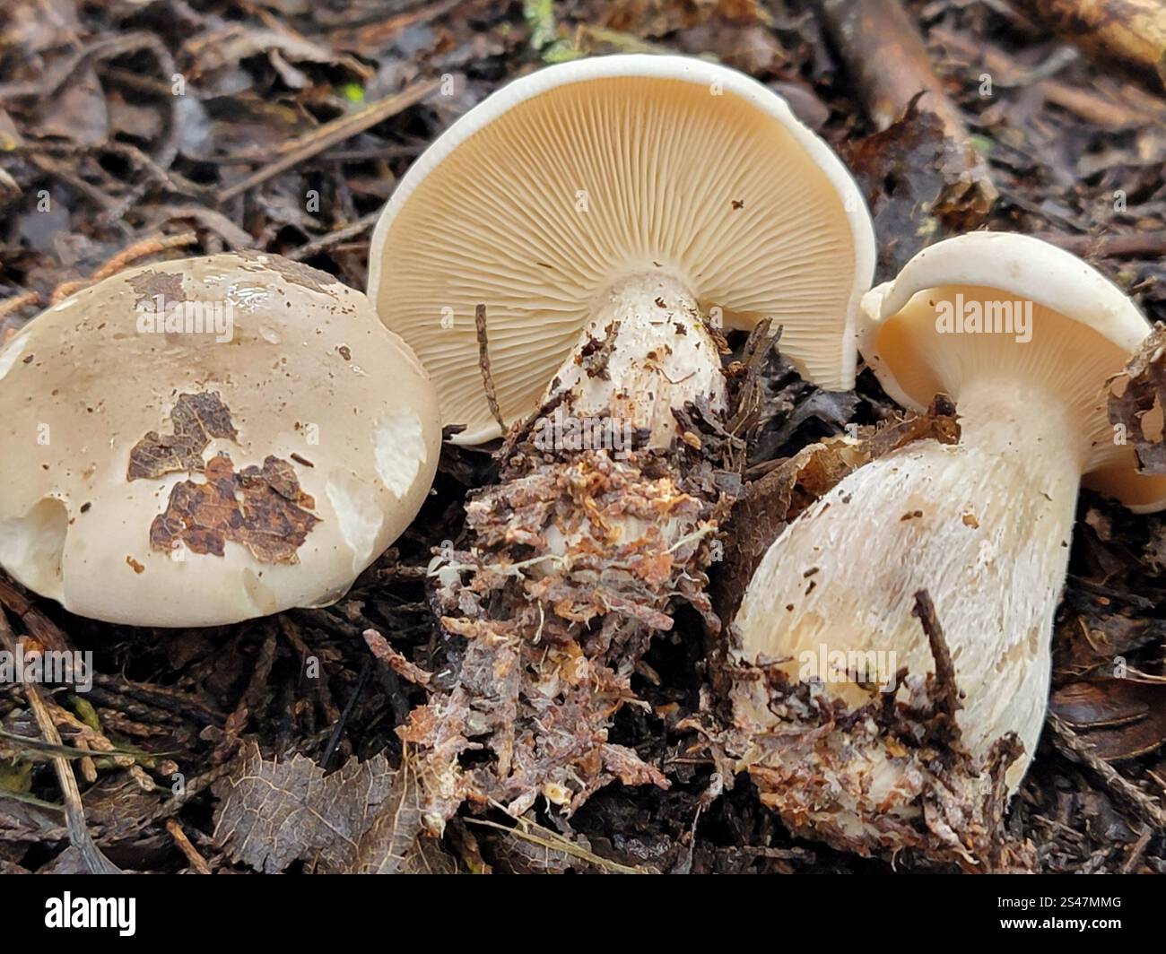 Cloudy Clitocybe (Clitocybe nebularis Stock Photo - Alamy