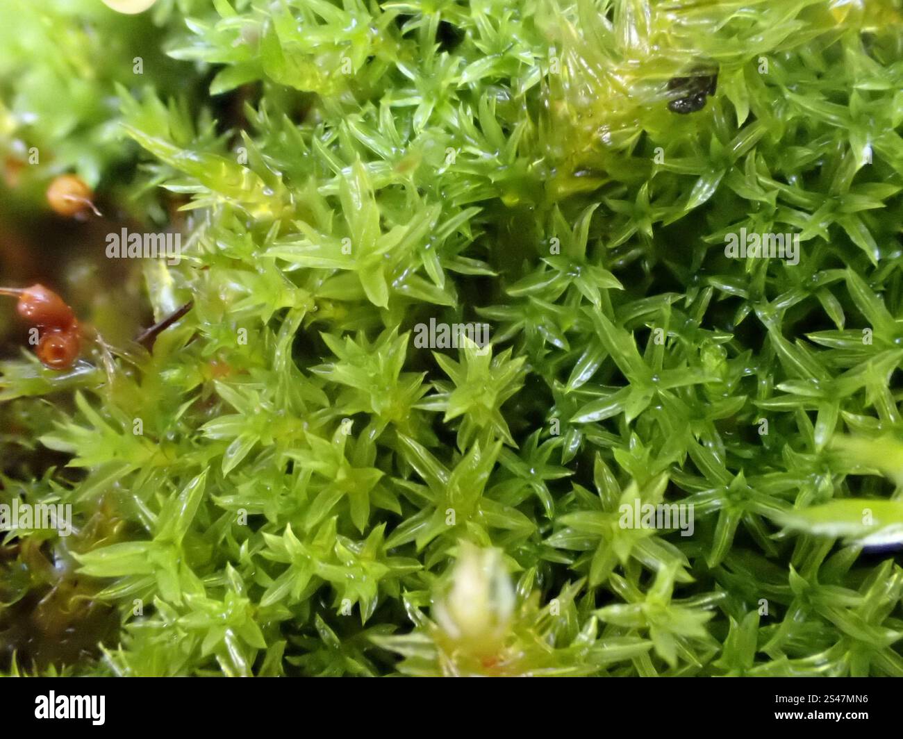 Bird's-Claw Beard-Moss (Barbula unguiculata Stock Photo - Alamy