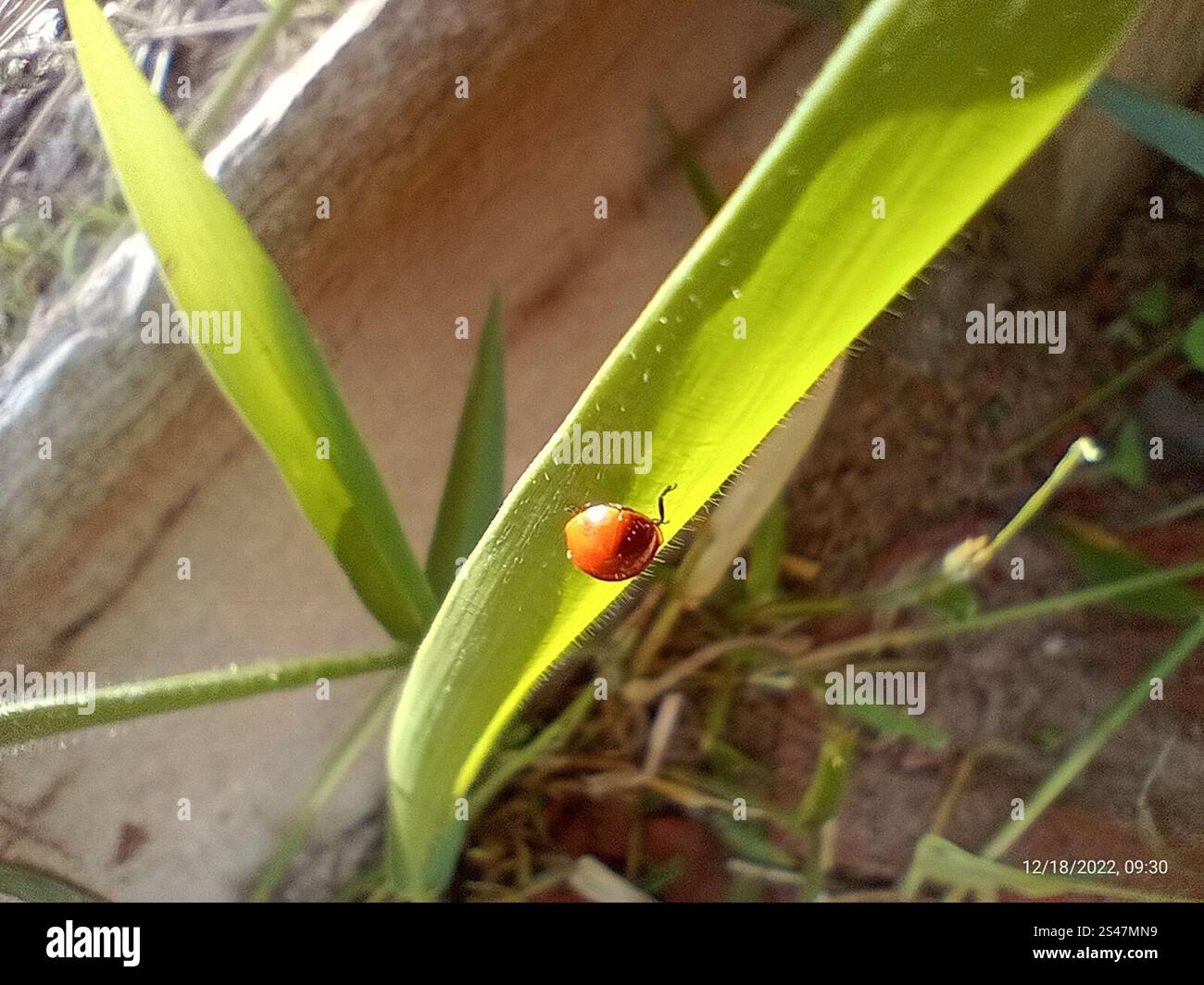 Spotless Lady Beetle (Cycloneda sanguinea Stock Photo - Alamy