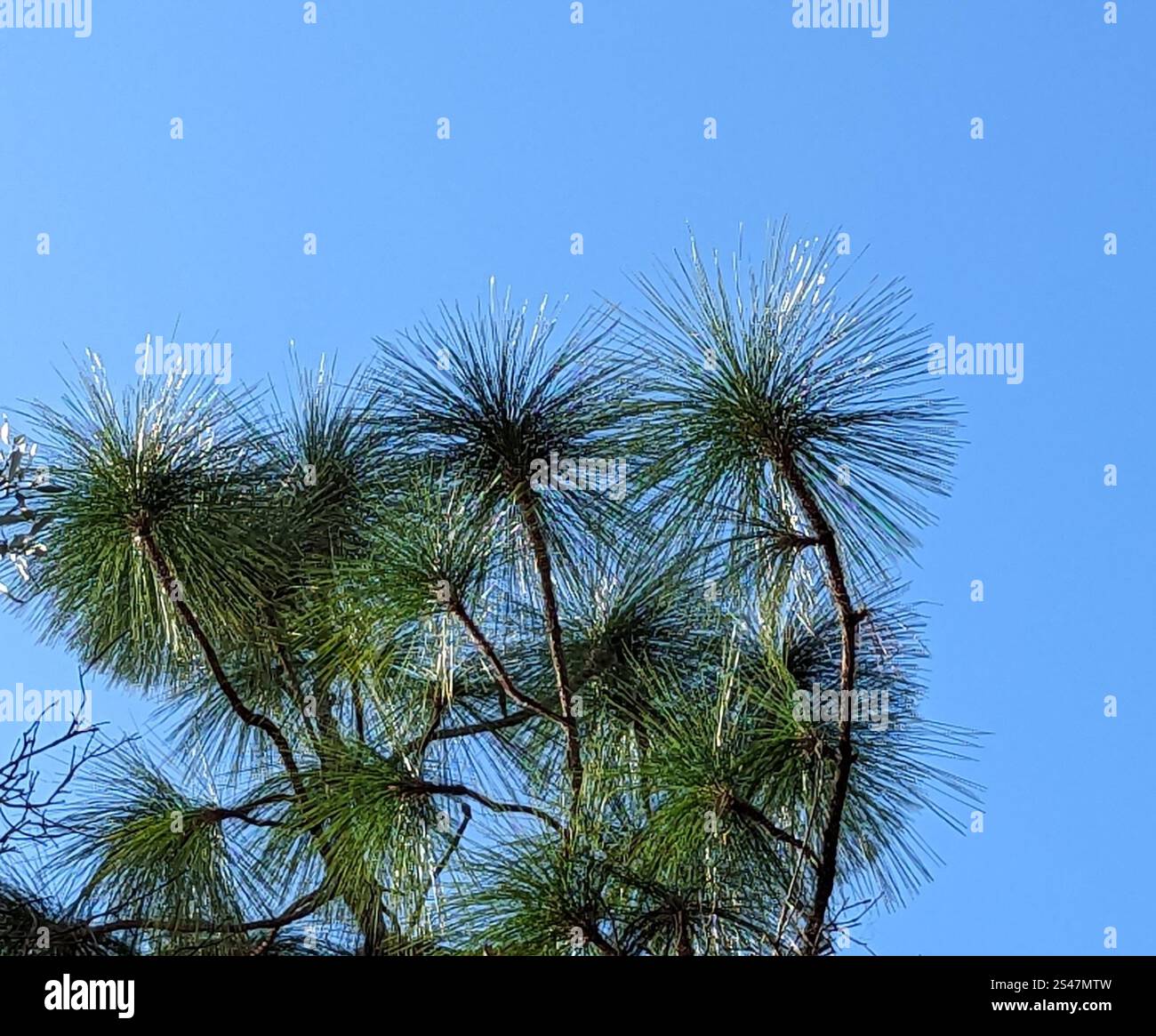 longleaf pine (Pinus palustris Stock Photo - Alamy