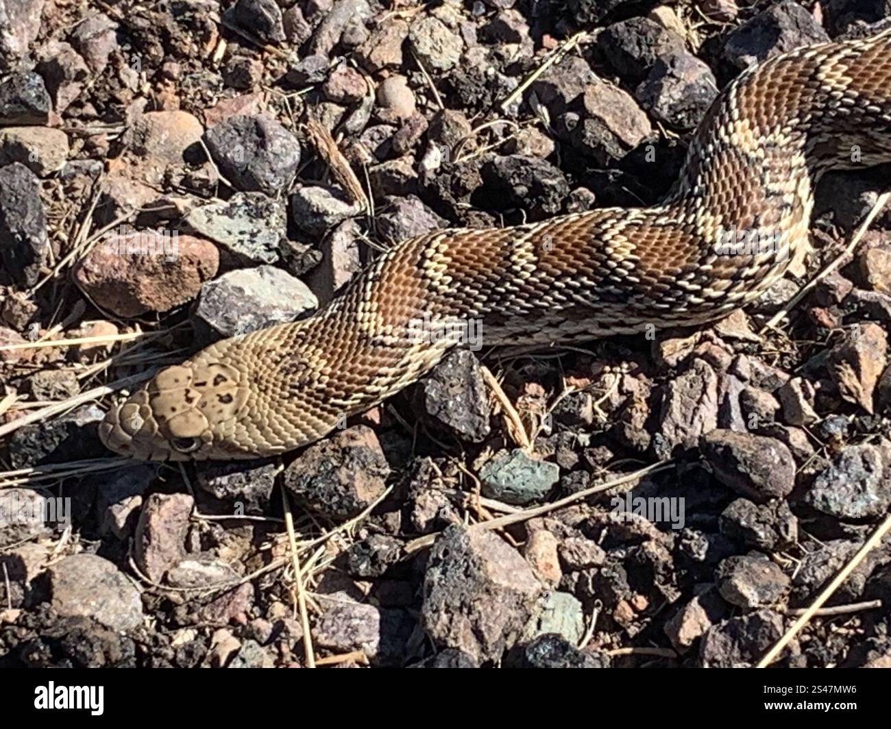 Sonoran Gopher Snake (Pituophis catenifer affinis Stock Photo - Alamy