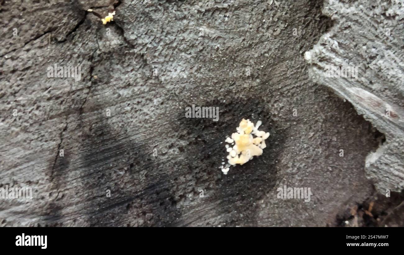 Conifer Mazegill (Gloeophyllum sepiarium Stock Photo - Alamy