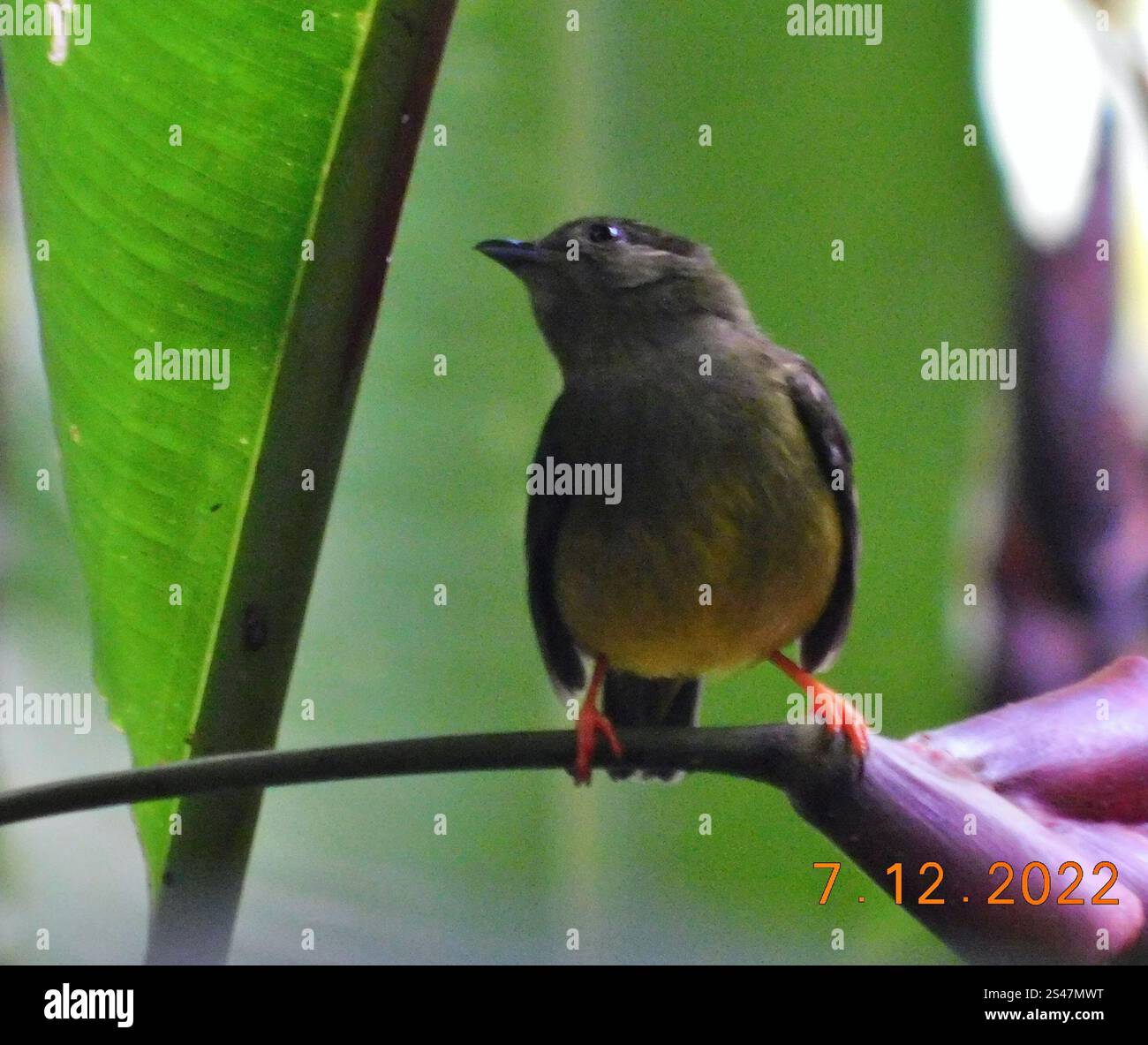 White-collared Manakin (Manacus candei Stock Photo - Alamy