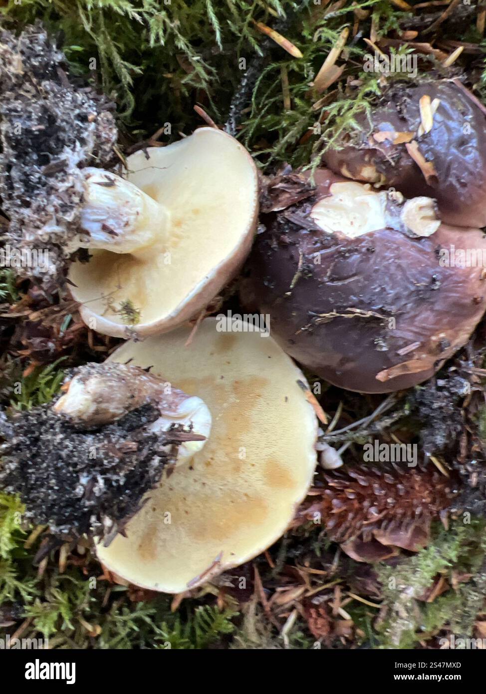 Short-stalked Suillus (Suillus brevipes Stock Photo - Alamy