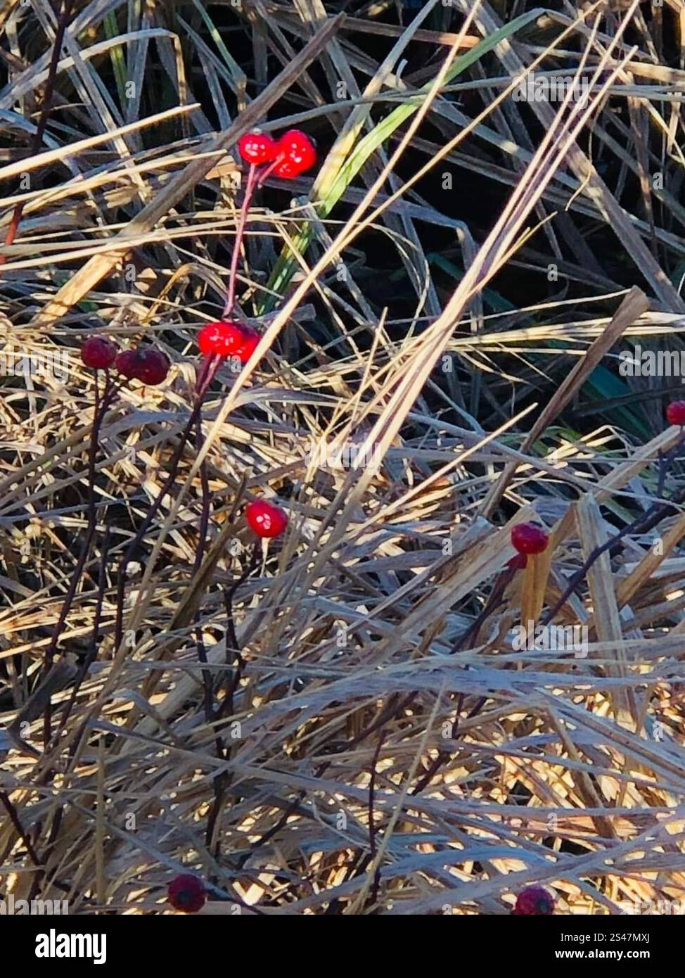 swamp rose (Rosa palustris Stock Photo - Alamy