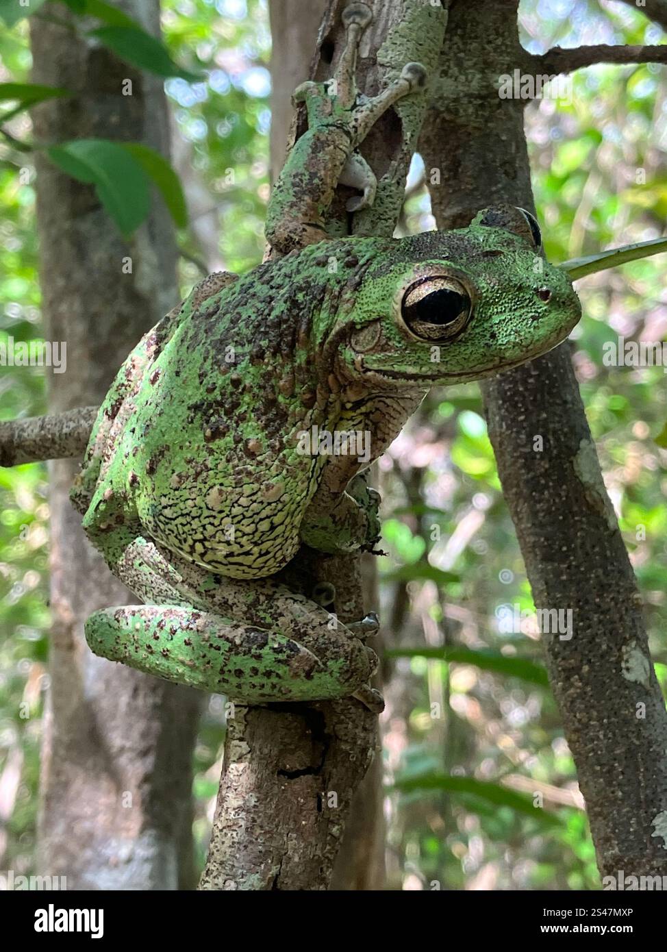 Cuban Tree Frog (Osteopilus septentrionalis Stock Photo - Alamy