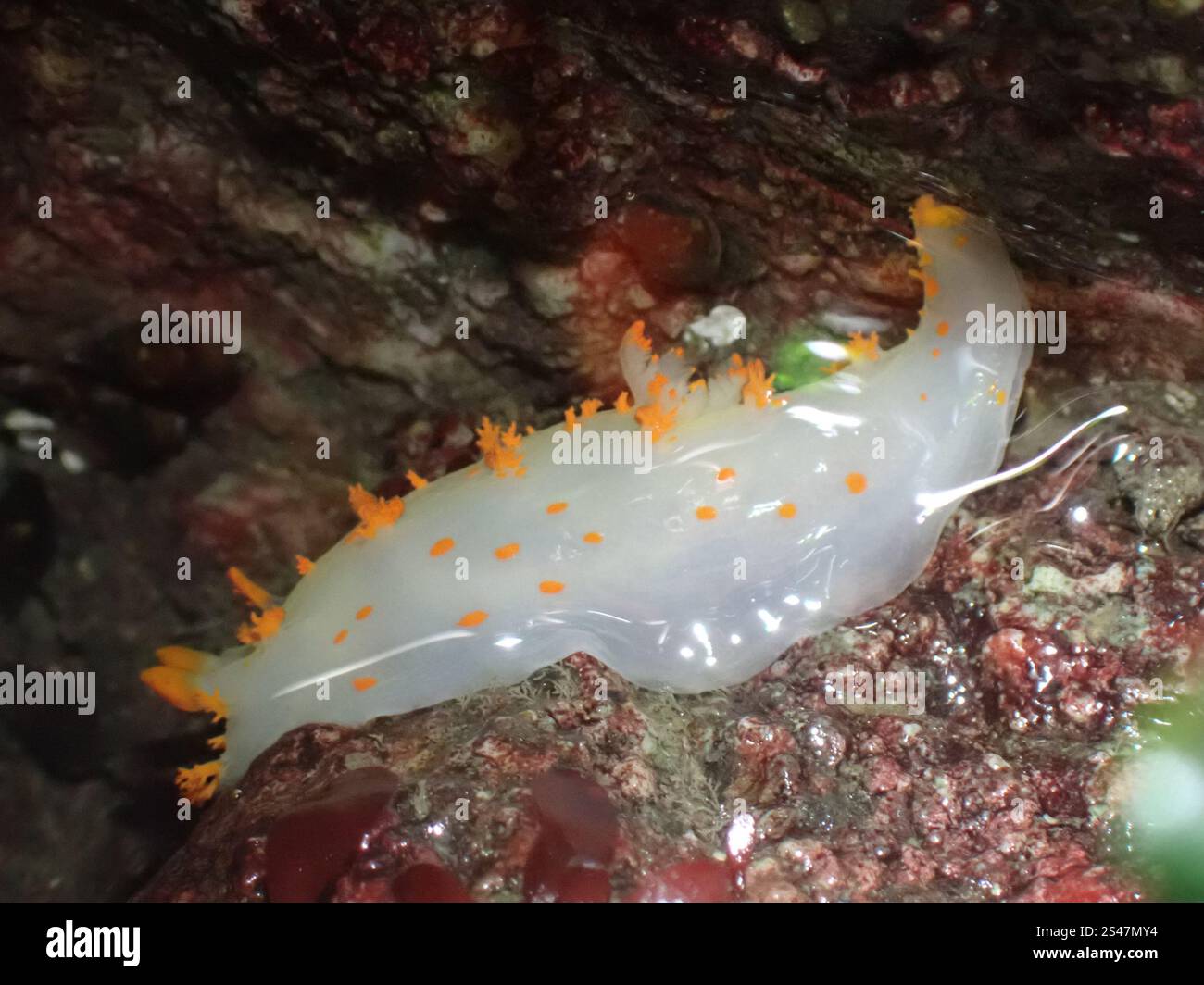 Modest Clown Dorid (Triopha modesta Stock Photo - Alamy
