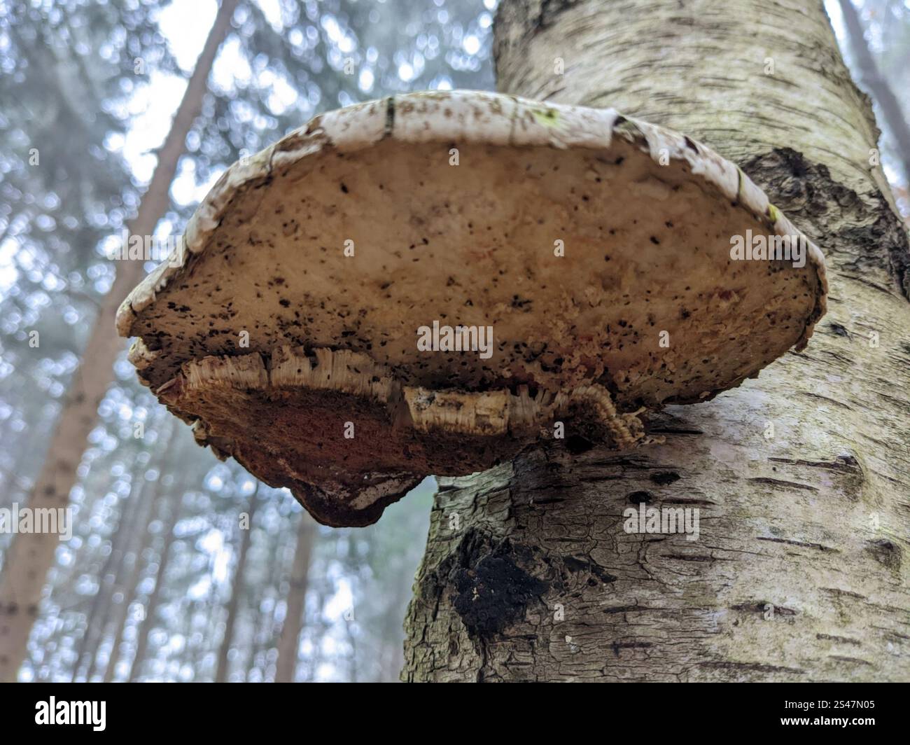 birch polypore (Fomitopsis betulina Stock Photo - Alamy
