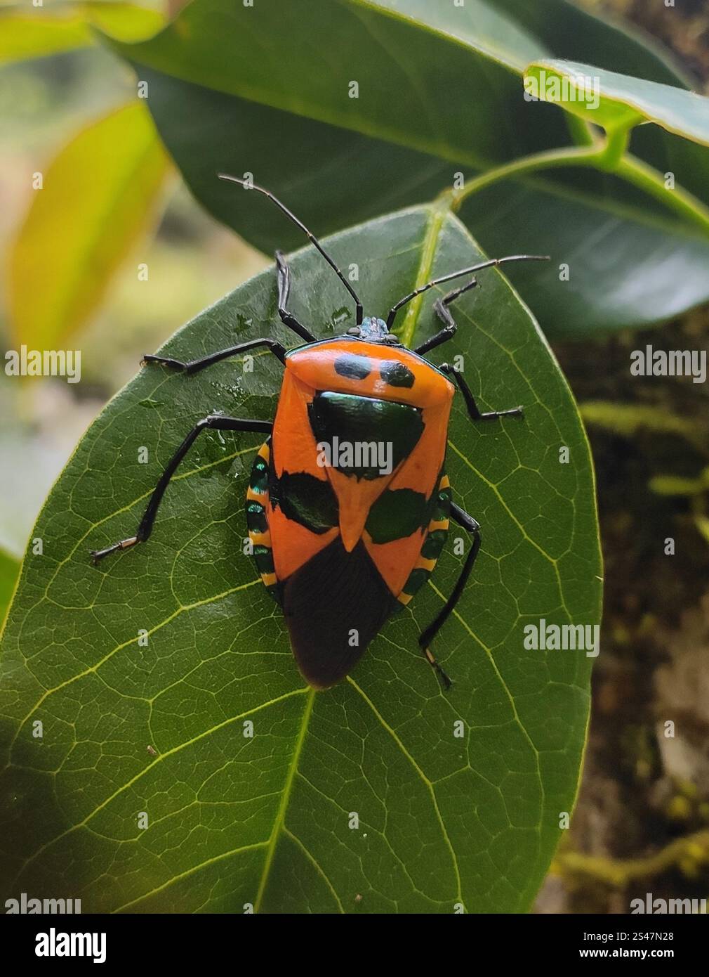 Man-faced Stink Bug (Catacanthus incarnatus Stock Photo - Alamy