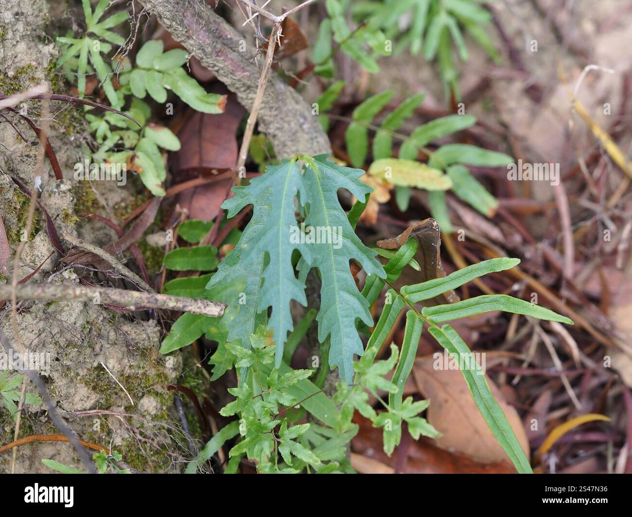 King's Fig (Ficus ampelos Stock Photo - Alamy