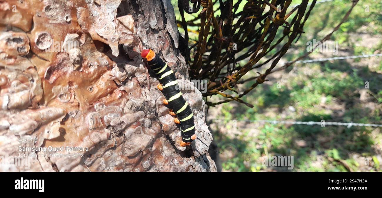 Tetrio Sphinx (Pseudosphinx tetrio Stock Photo - Alamy