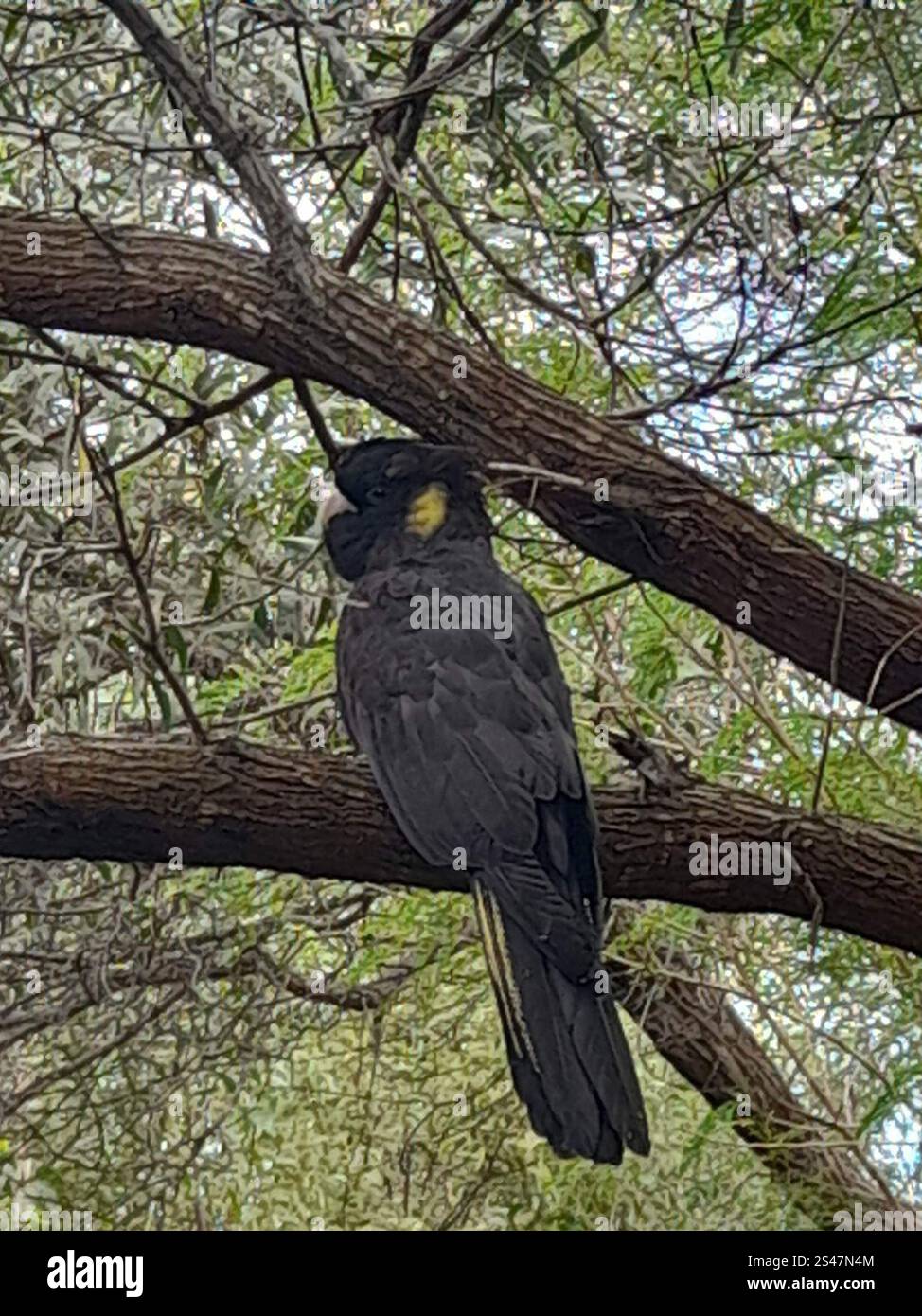 Yellow-tailed Black Cockatoo (Zanda funerea Stock Photo - Alamy