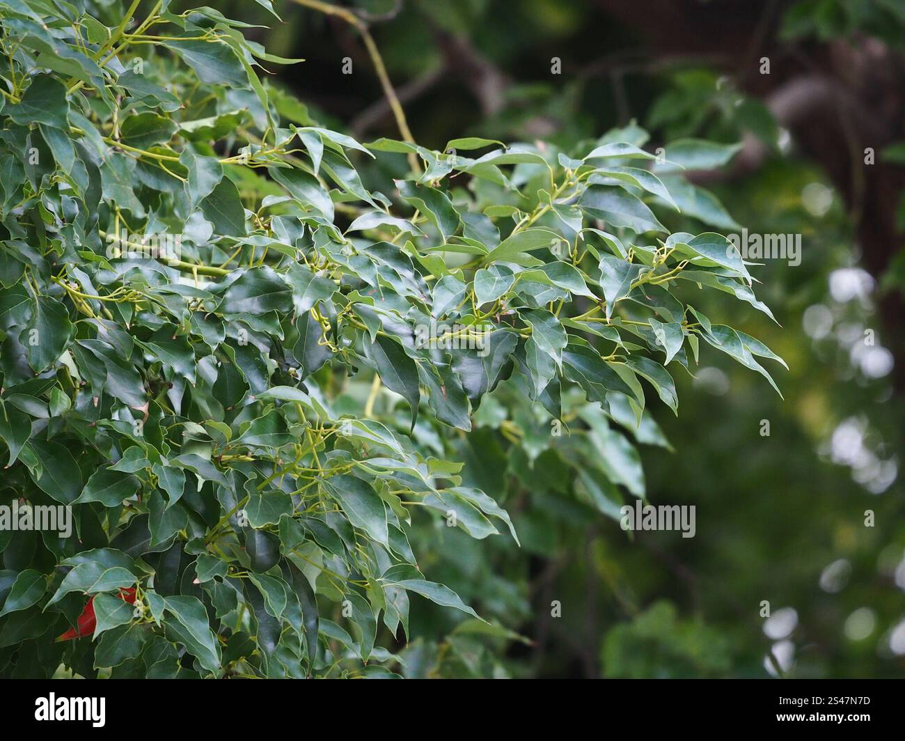 Camphor (Camphora officinarum Stock Photo - Alamy