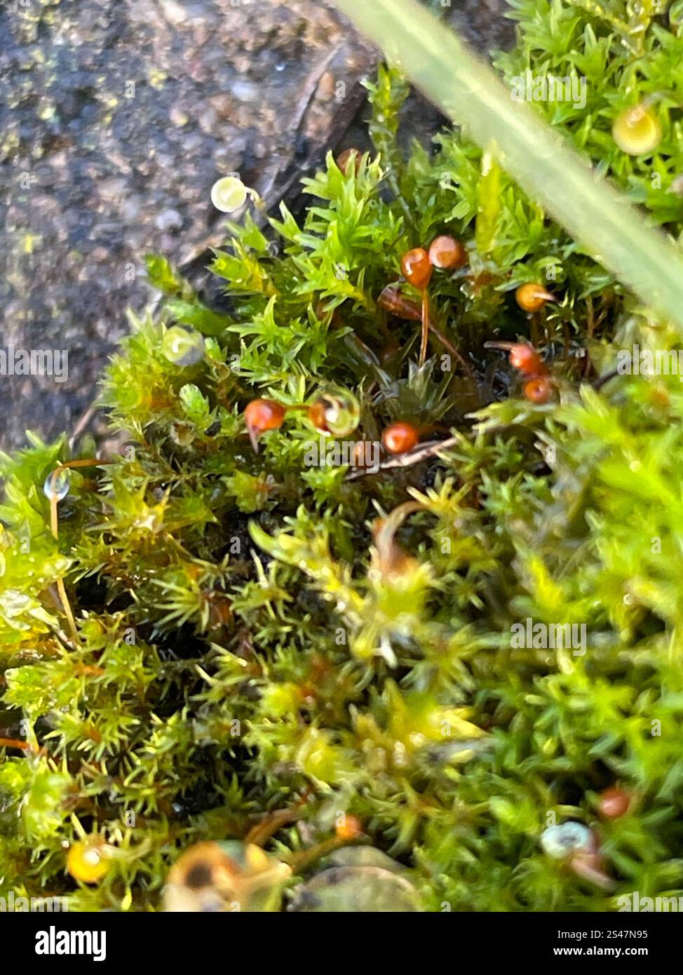 Common Pottia (Tortula truncata Stock Photo - Alamy