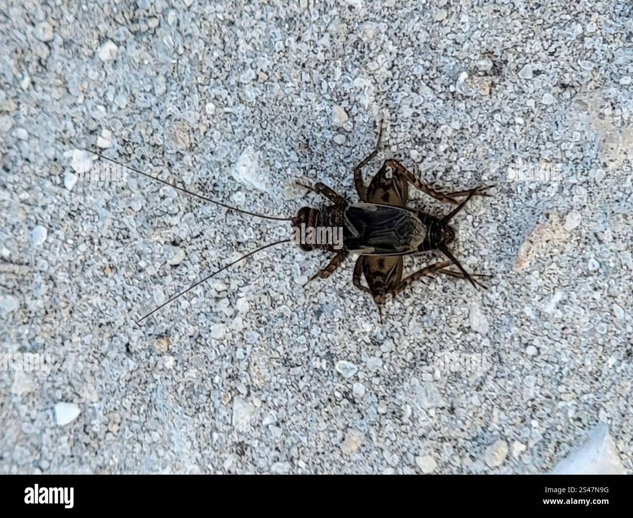 Small Ground Crickets (Neonemobius Stock Photo - Alamy
