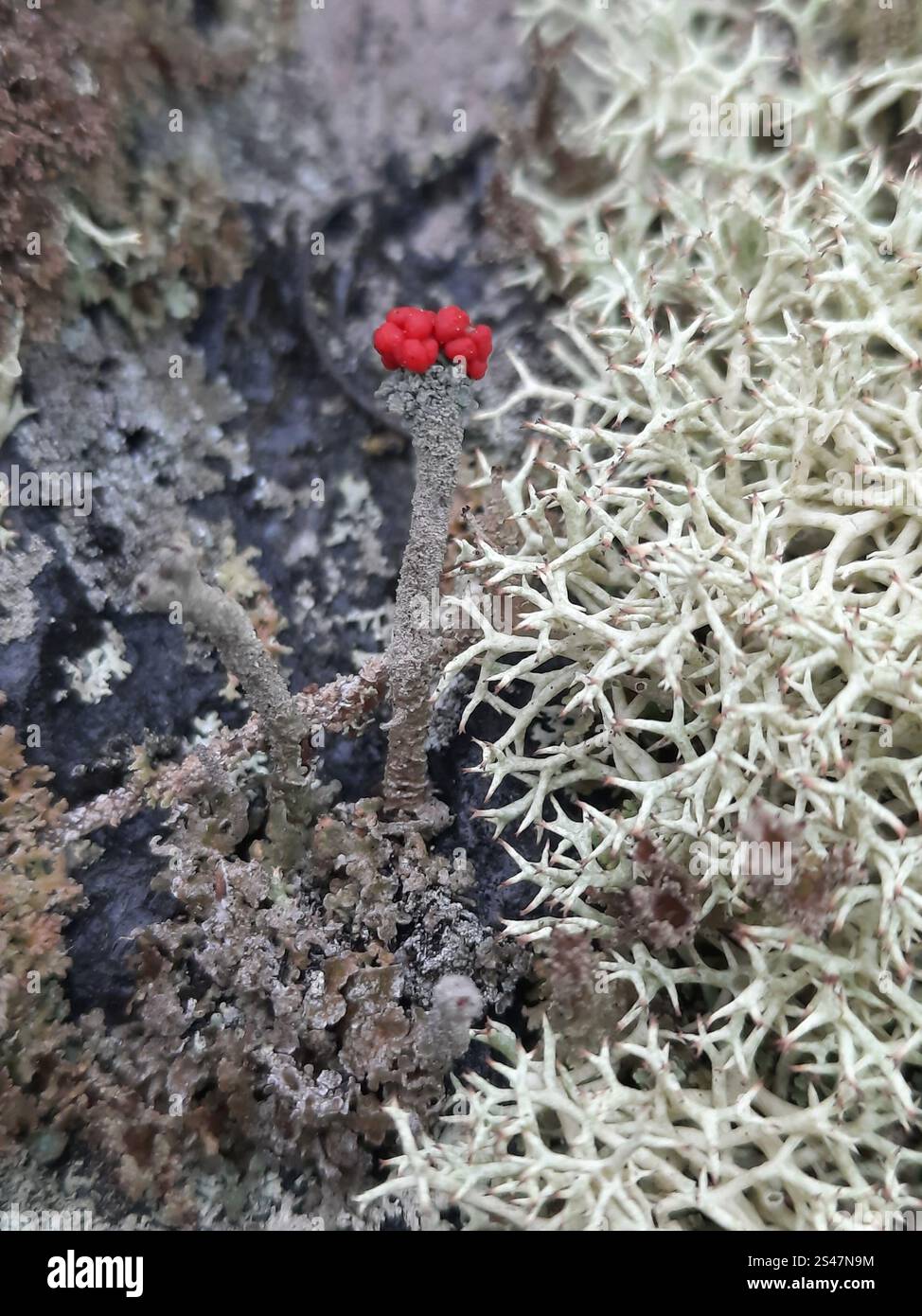 pixie cup and reindeer lichens (Cladonia Stock Photo - Alamy