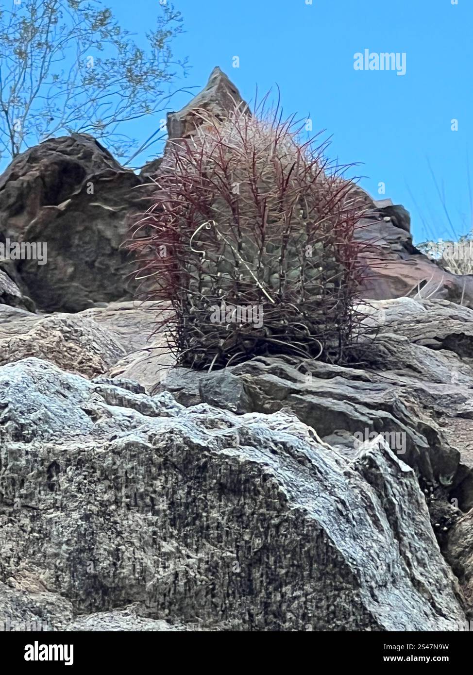 California Barrel Cactus (Ferocactus cylindraceus Stock Photo - Alamy
