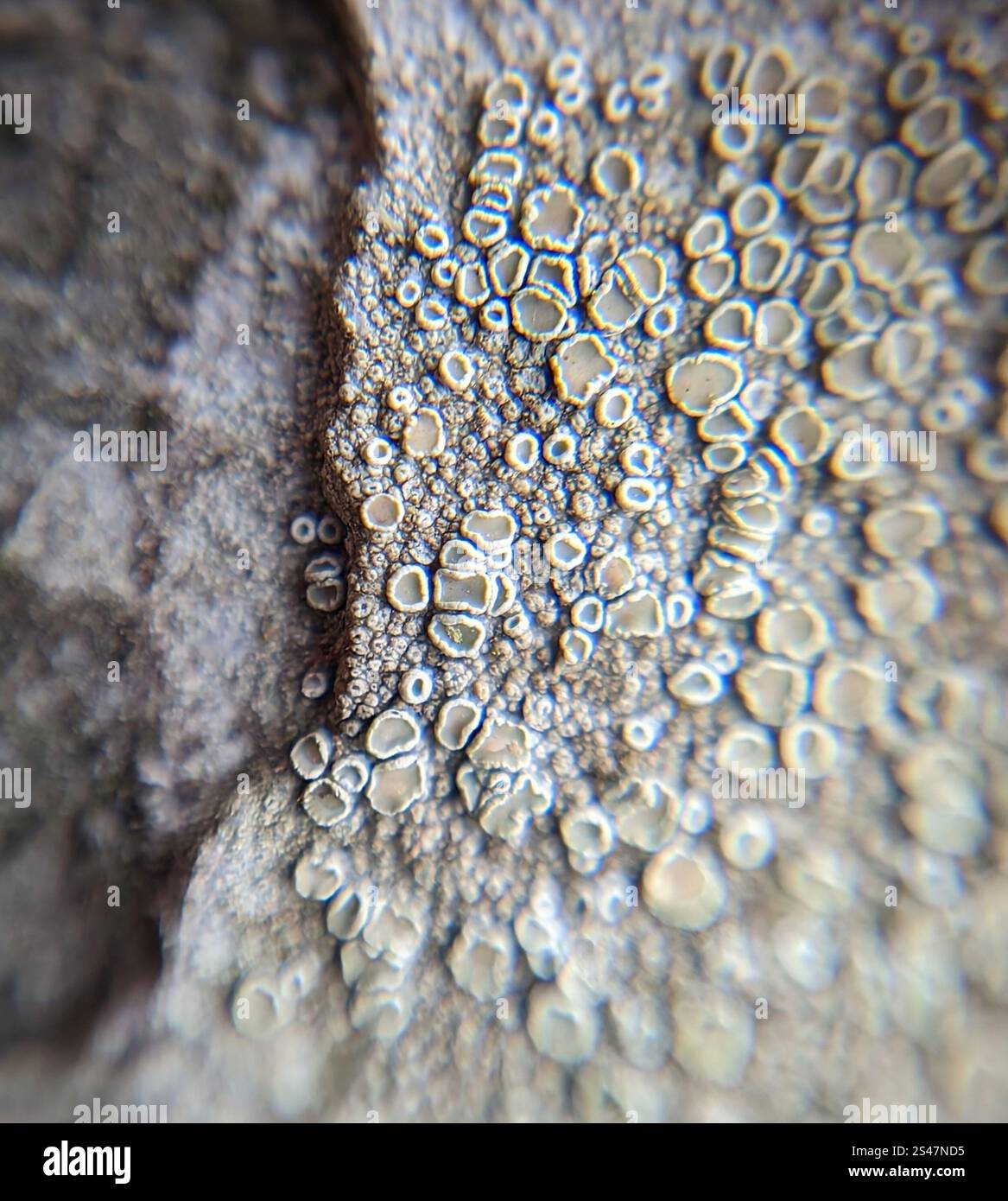rim lichens, disc lichens, and allies (Lecanoraceae Stock Photo - Alamy