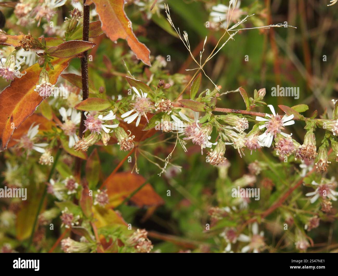 calico aster (Symphyotrichum lateriflorum Stock Photo - Alamy