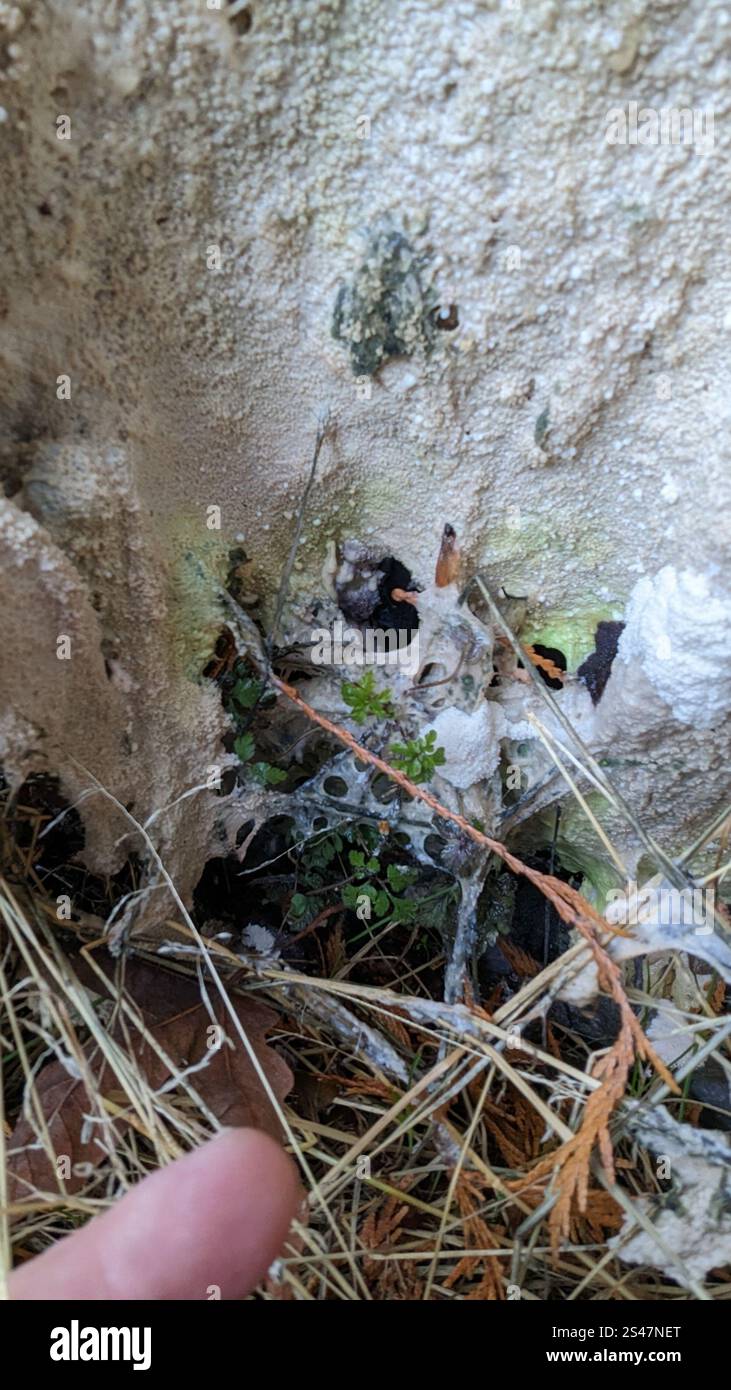 Tapioca Slime Mold (Brefeldia maxima Stock Photo - Alamy