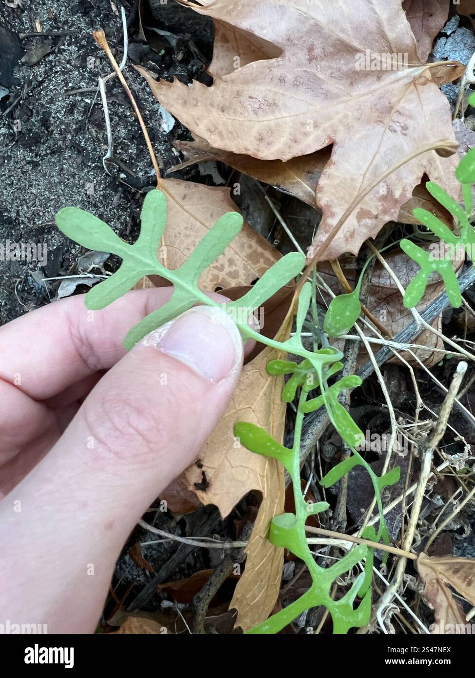 white fiesta flower (Pholistoma membranaceum Stock Photo - Alamy