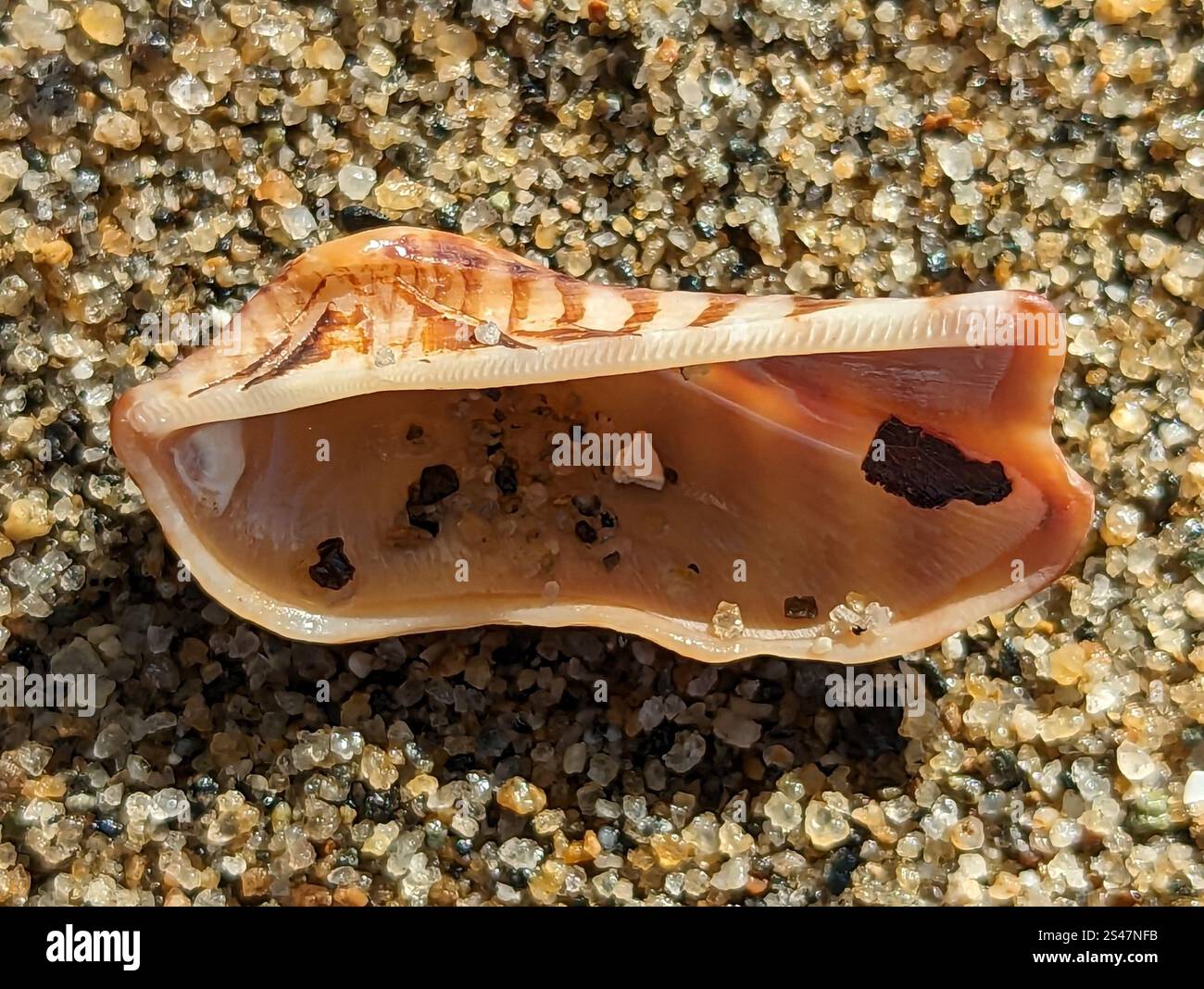Turkey Wing (Arca zebra Stock Photo - Alamy