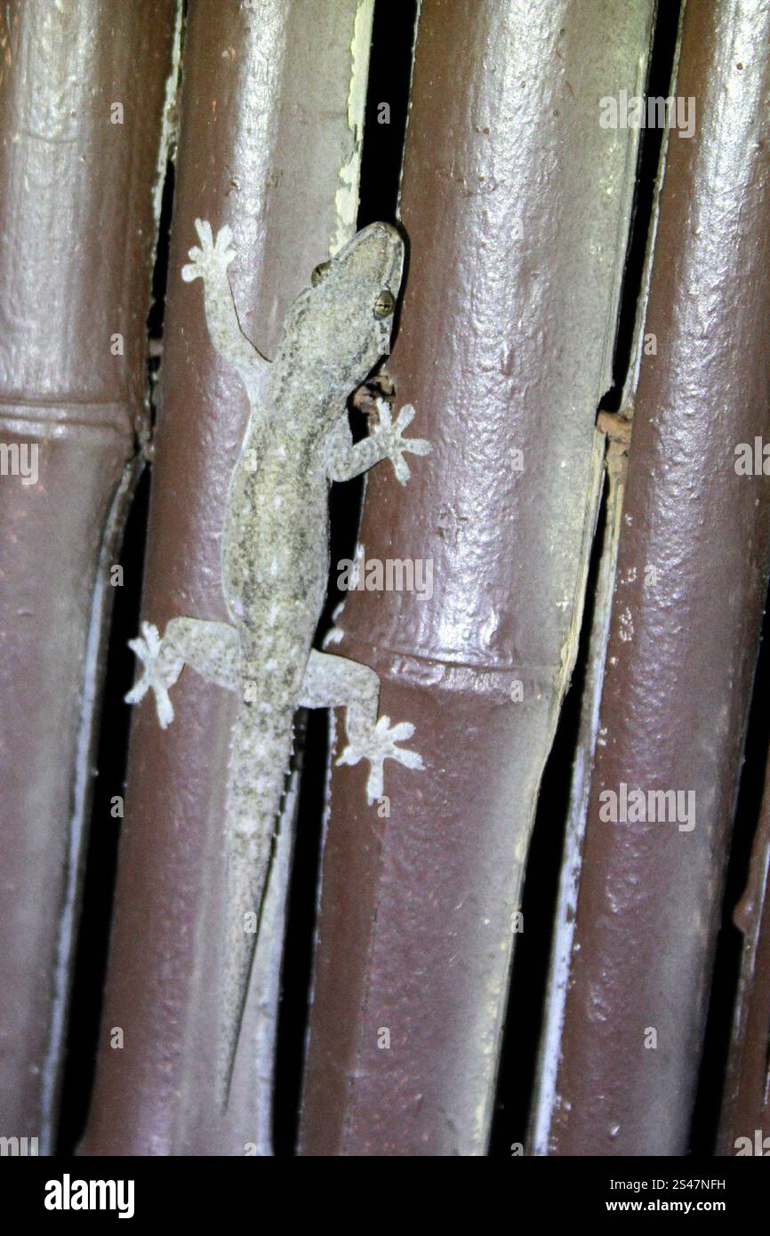 Asian House Gecko (Hemidactylus frenatus Stock Photo - Alamy
