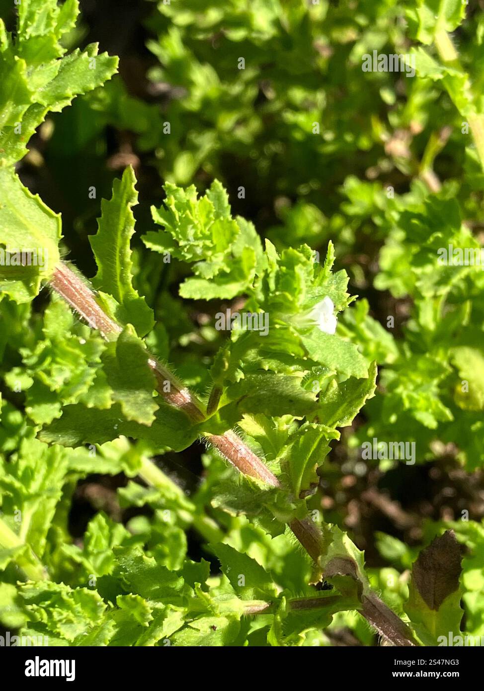 Obeah Bush (Stemodia maritima Stock Photo - Alamy