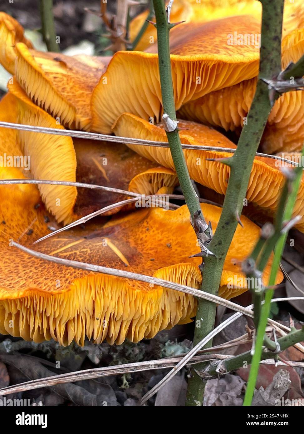 southern jack-o'-lantern (Omphalotus subilludens Stock Photo - Alamy