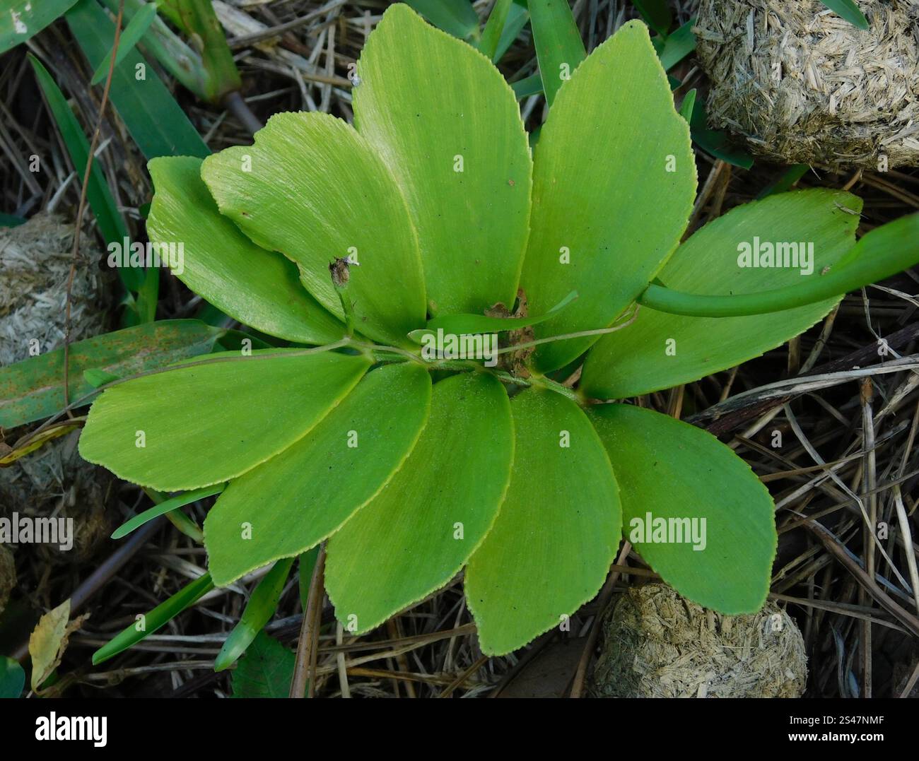 cardboard cycad (Zamia furfuracea Stock Photo - Alamy