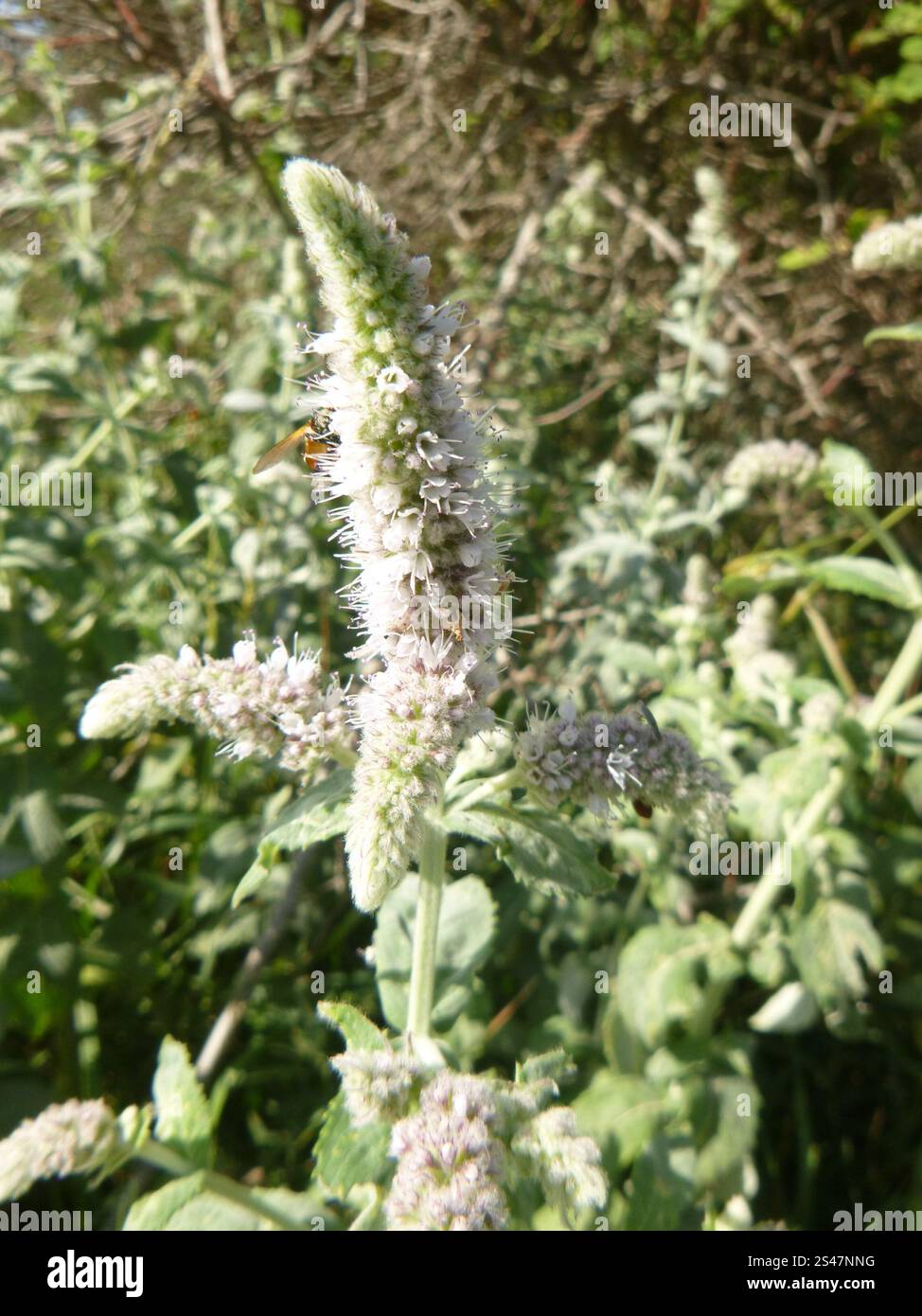 Horse Mint (Mentha longifolia Stock Photo - Alamy