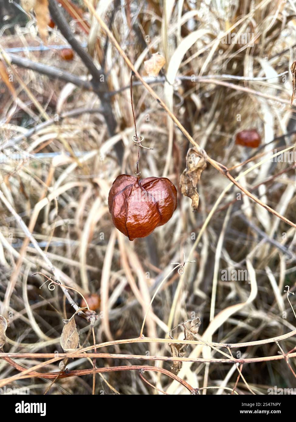 Lesser Balloon Vine (Cardiospermum halicacabum Stock Photo - Alamy