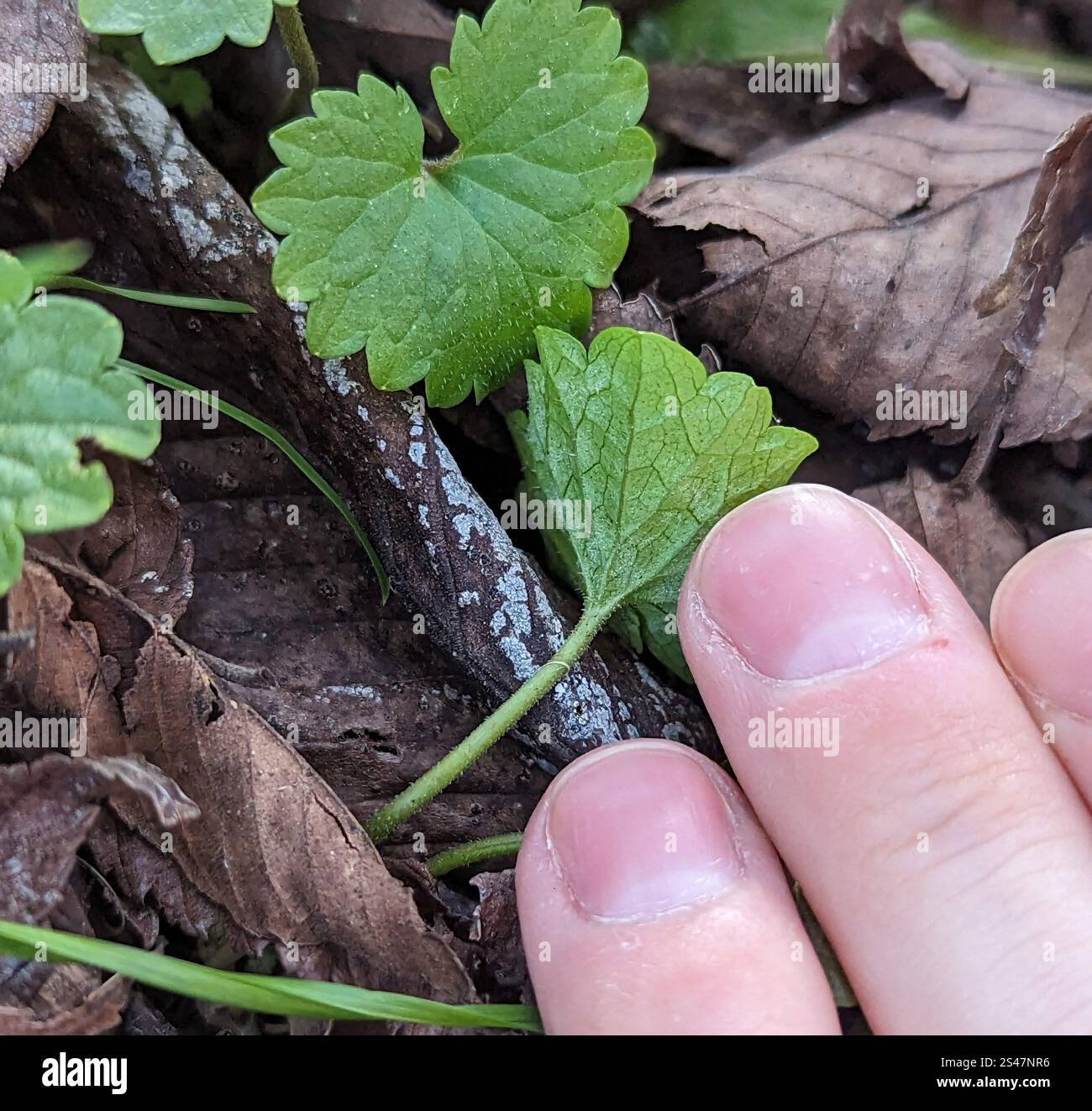 ground-ivy (Glechoma hederacea Stock Photo - Alamy