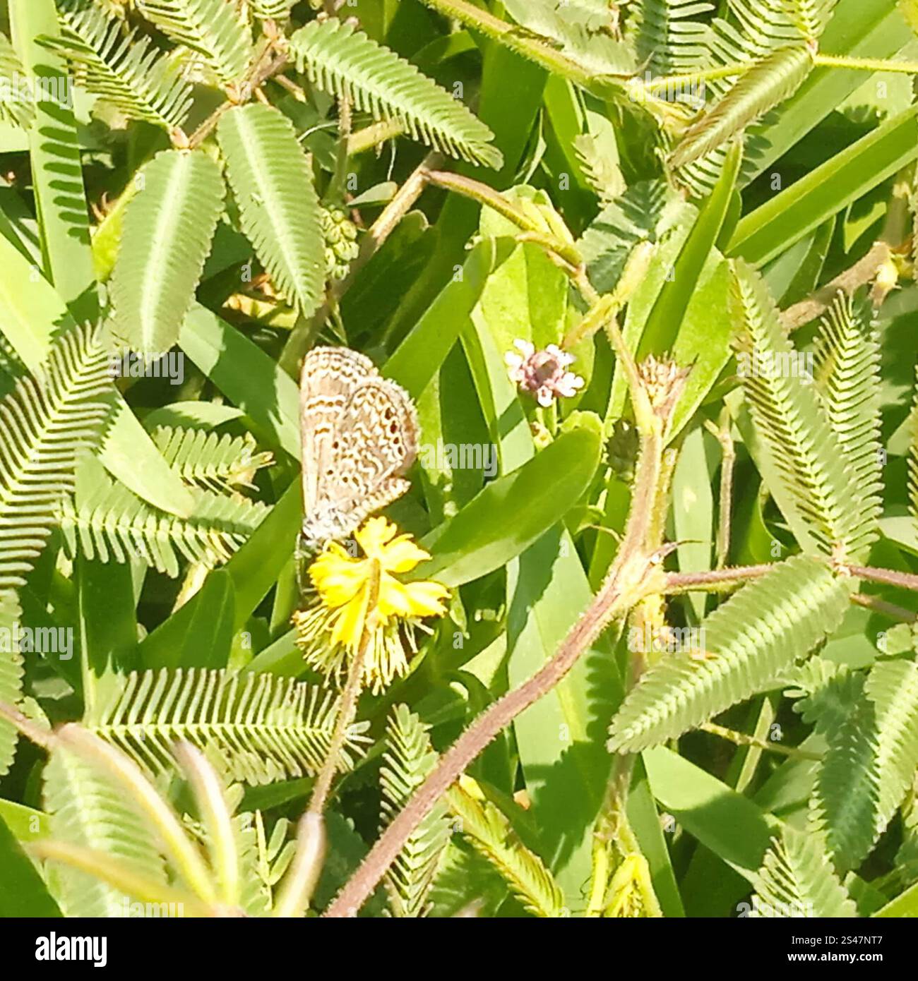 Gossamer-winged Butterflies (Lycaenidae Stock Photo - Alamy