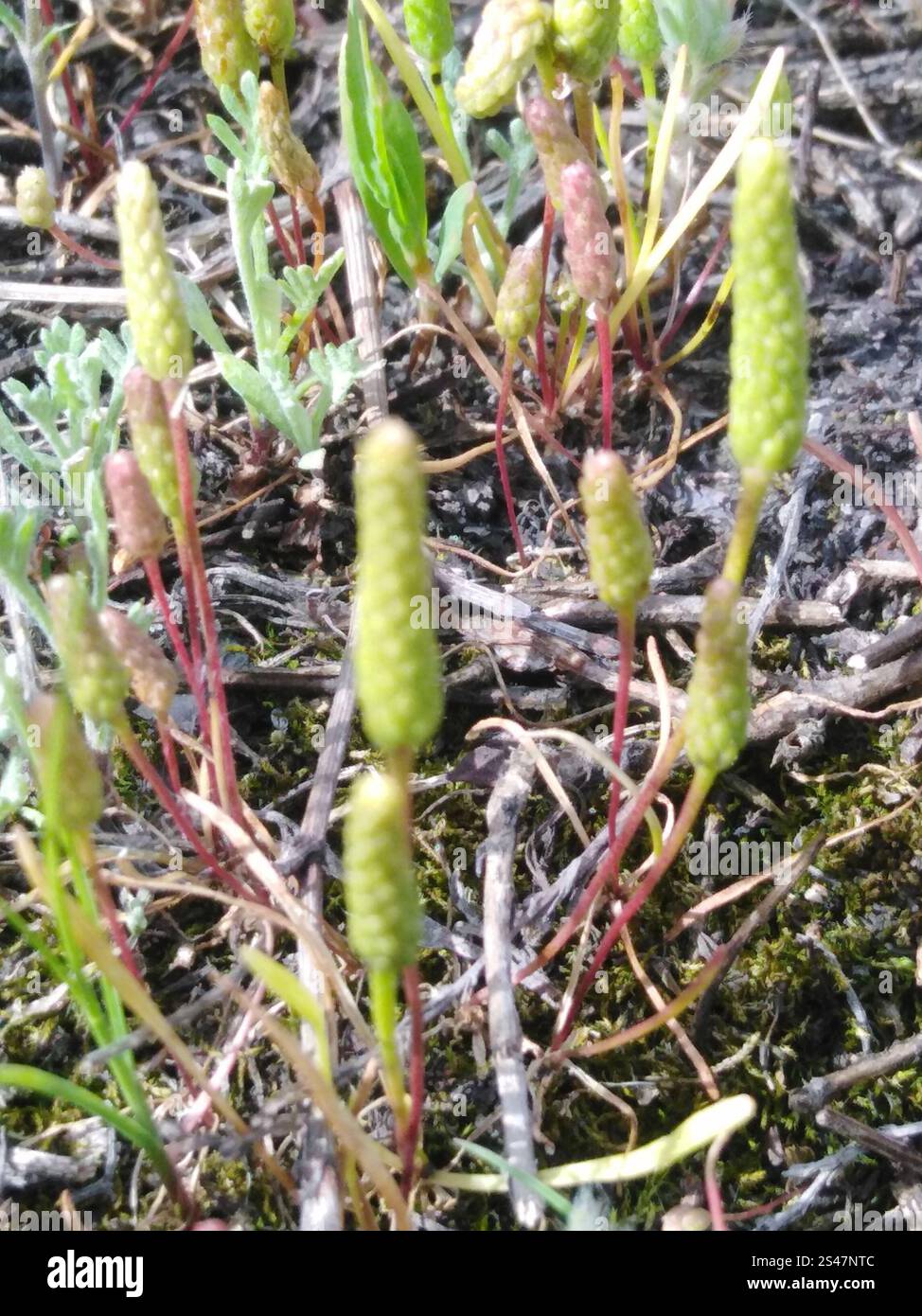 Tiny Mousetail (Myosurus minimus Stock Photo - Alamy