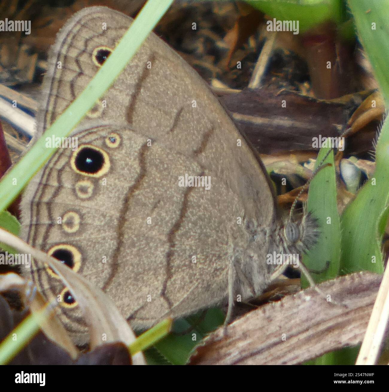 Carolina Satyr (Hermeuptychia sosybius Stock Photo - Alamy