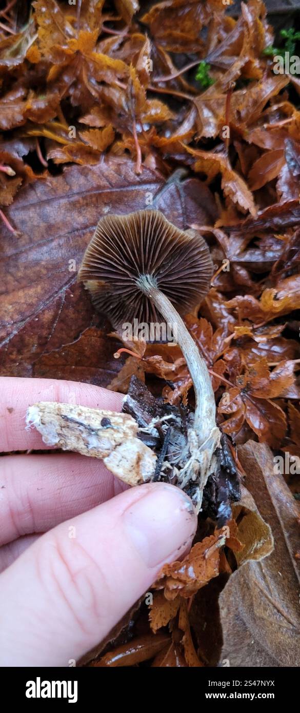 Wavy Cap (Psilocybe cyanescens Stock Photo - Alamy