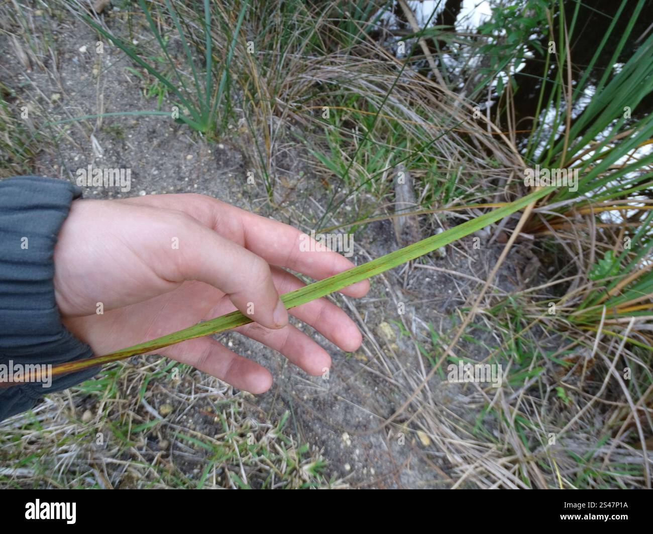 Swamp Sawgrass (Cladium mariscus Stock Photo - Alamy